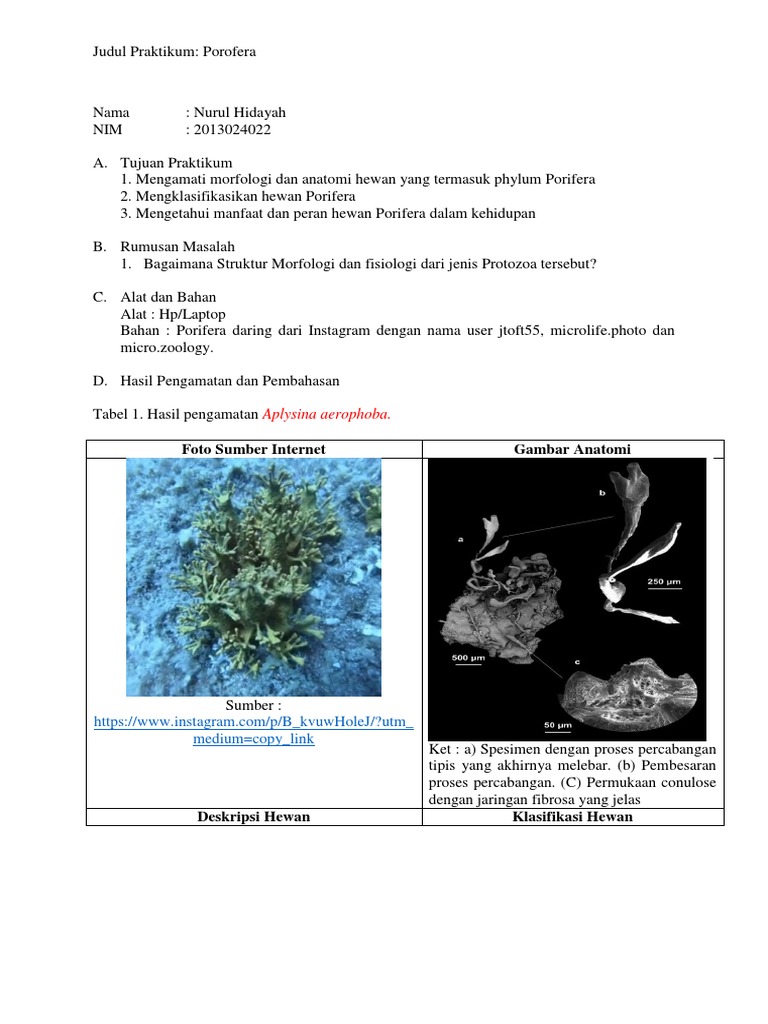 Klasifikasi dan Morfologi Porifera | PDF