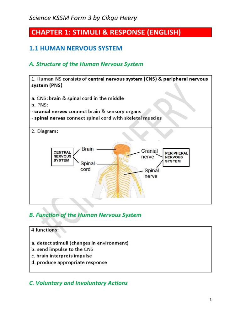 Chapter 1: Stimuli & Response (English) : 1.1 Human Nervous System ...