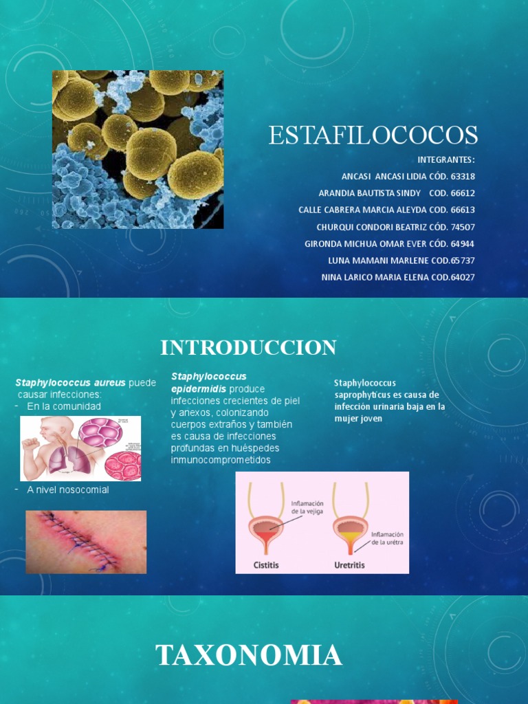 Estafilococos PRESENTACION | PDF | Staphylococcus Aureus | Estafilococo
