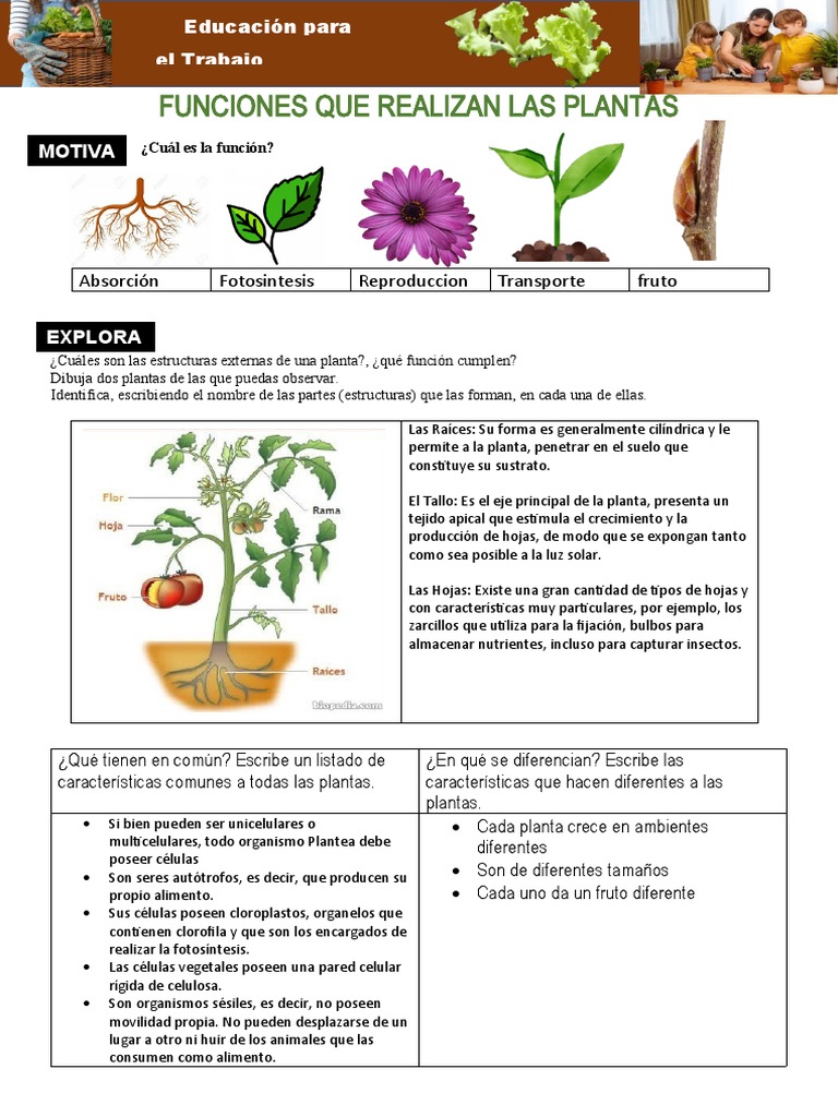 Funciones de Las Plantas | PDF | Plantas | Hoja