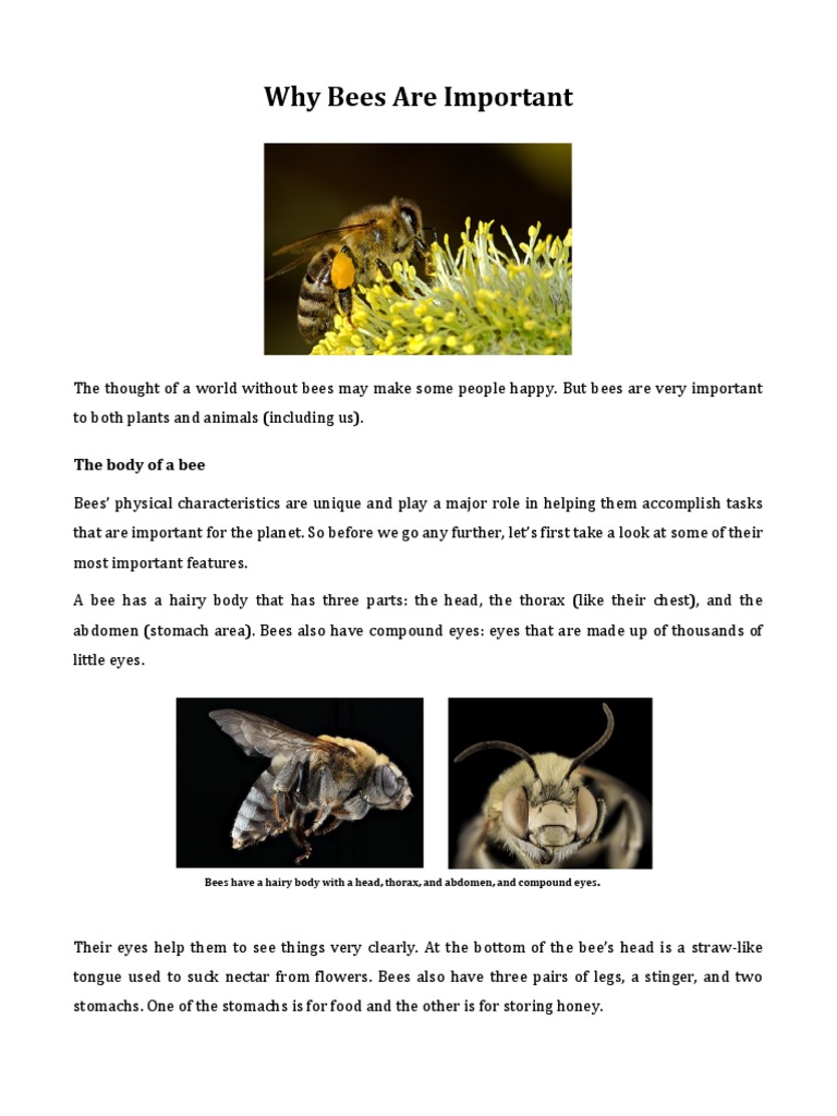 Importance of Bees for Ecosystems | PDF | Honey Bee | Bees