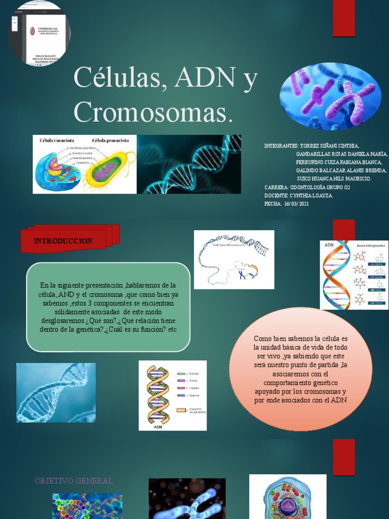 Células, ADN y Cromosomas en Genética | PDF | Adn | Biología Celular)
