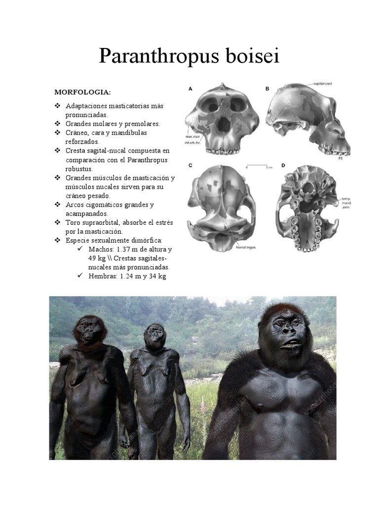 Australopithecus Boisei Características Del Cráneo