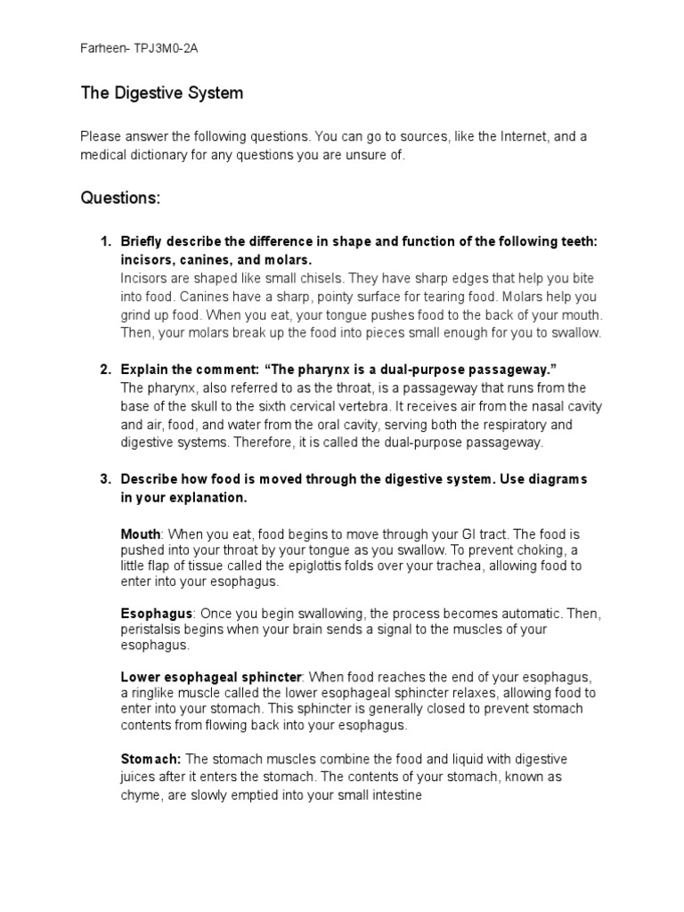 The Digestive System | PDF | Human Digestive System | Gastrointestinal ...