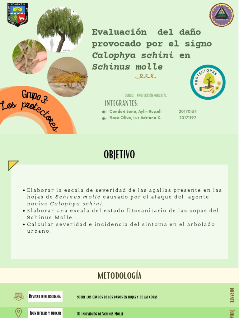 Daño de Calophya schini en Schinus molle | PDF