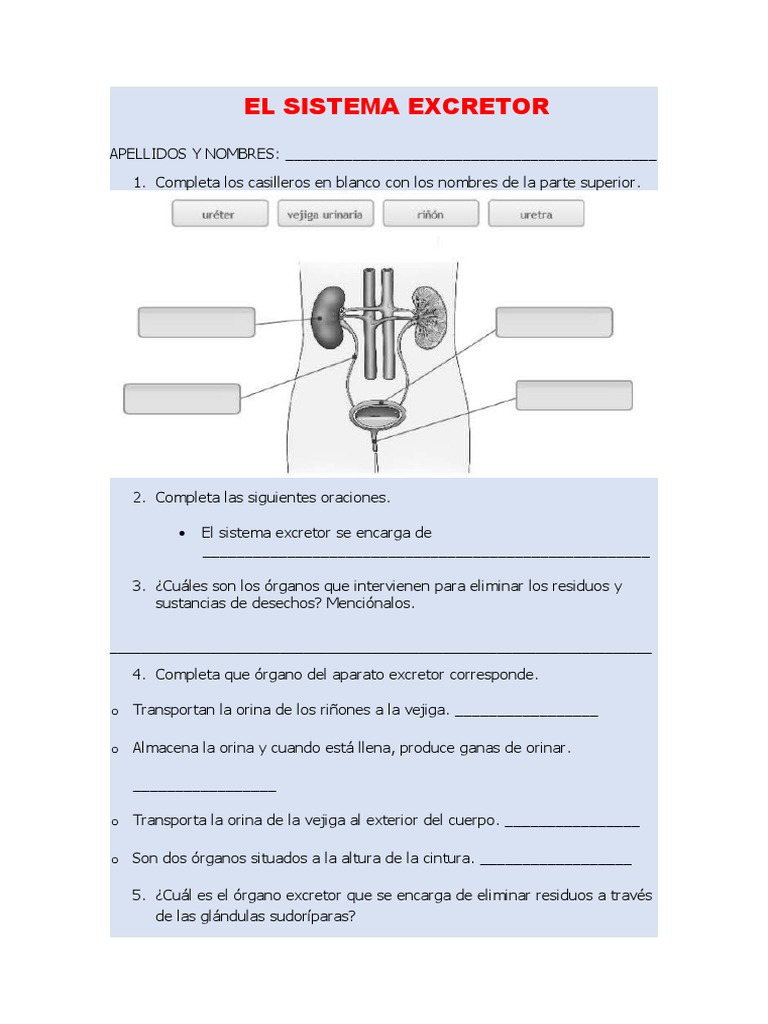 Ficha de Trabajo Sistema Excretor | PDF