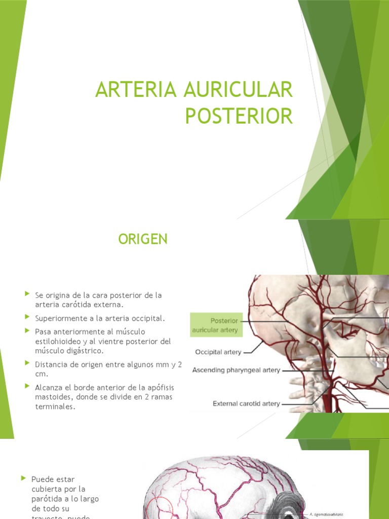 Origen y ramas de la arteria auricular posterior | PDF
