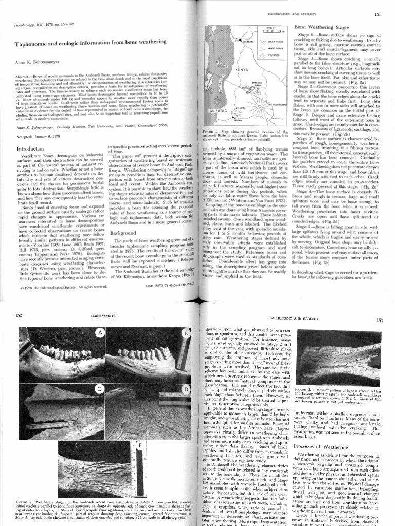 Behrensmeyer, A.K. 1978. | PDF | Weathering | Tooth