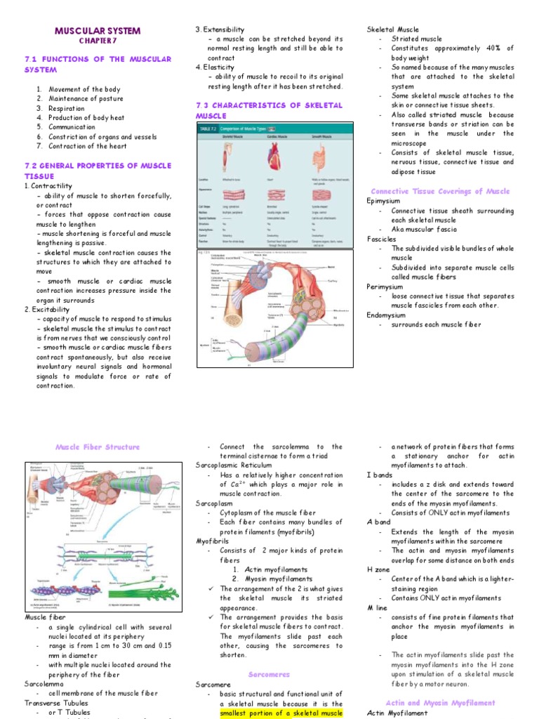 Chapter 7 Muscular System | PDF | Muscle Contraction | Skeletal Muscle