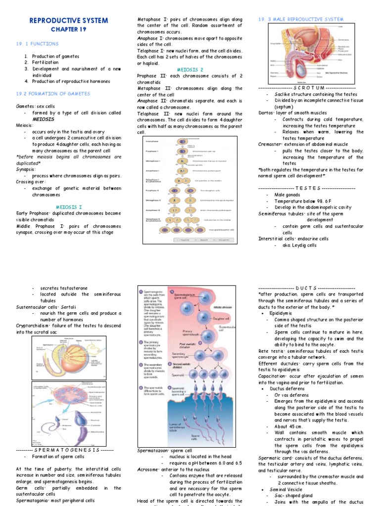 CHAPTER-19-REPRODUCTIVE-SYSTEM | PDF | Menstrual Cycle | Meiosis