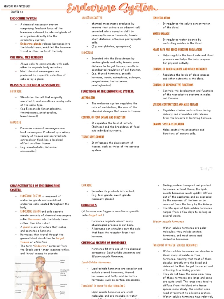 ENDOCRINE SYSTEM - REVIEWER | PDF | Hormone | Endocrine System
