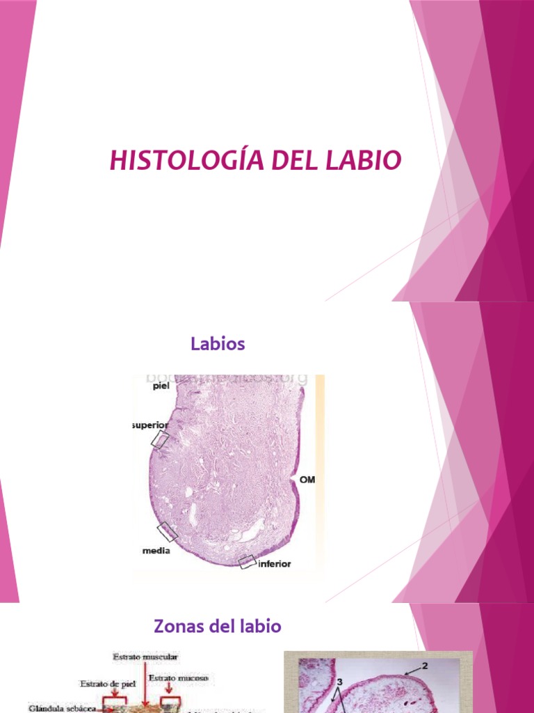 Histologia Del Labio | PDF