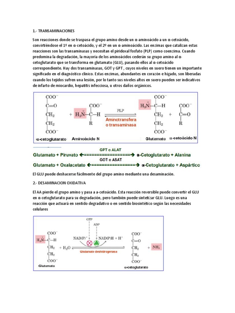 Trans y Des Aminación | PDF
