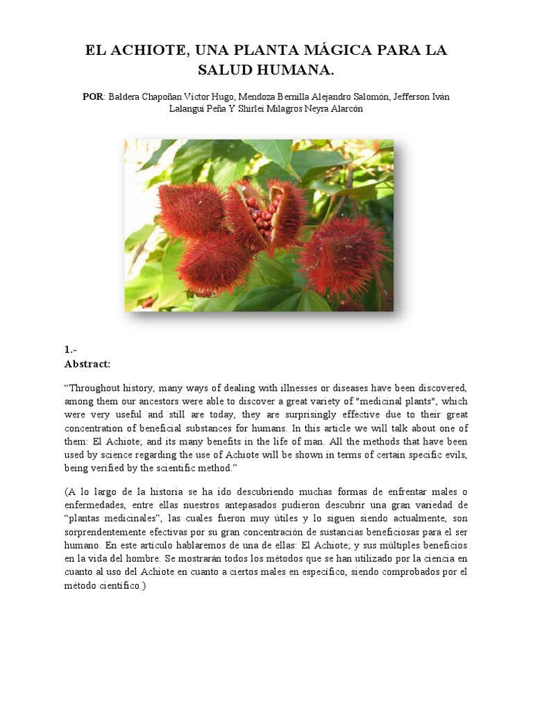 El Achiote y Sus Beneficios Médicos | PDF