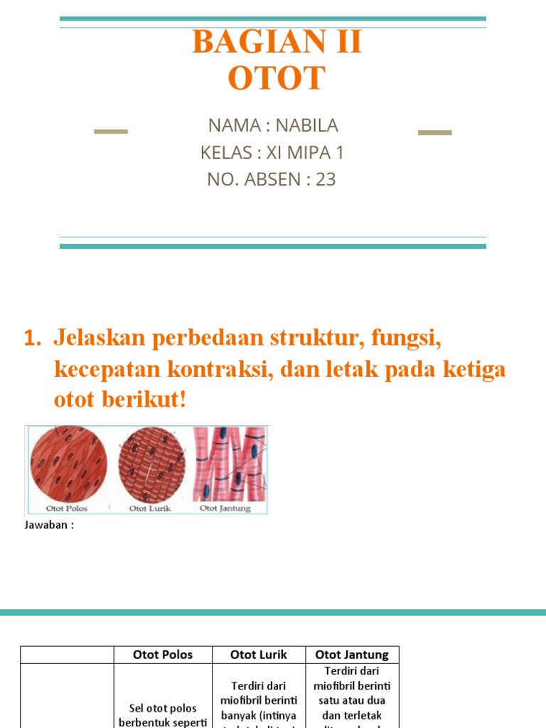Sistem Otot Manusia | PDF
