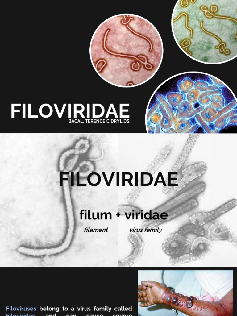 Filoviridae | PDF | Virus | Infection