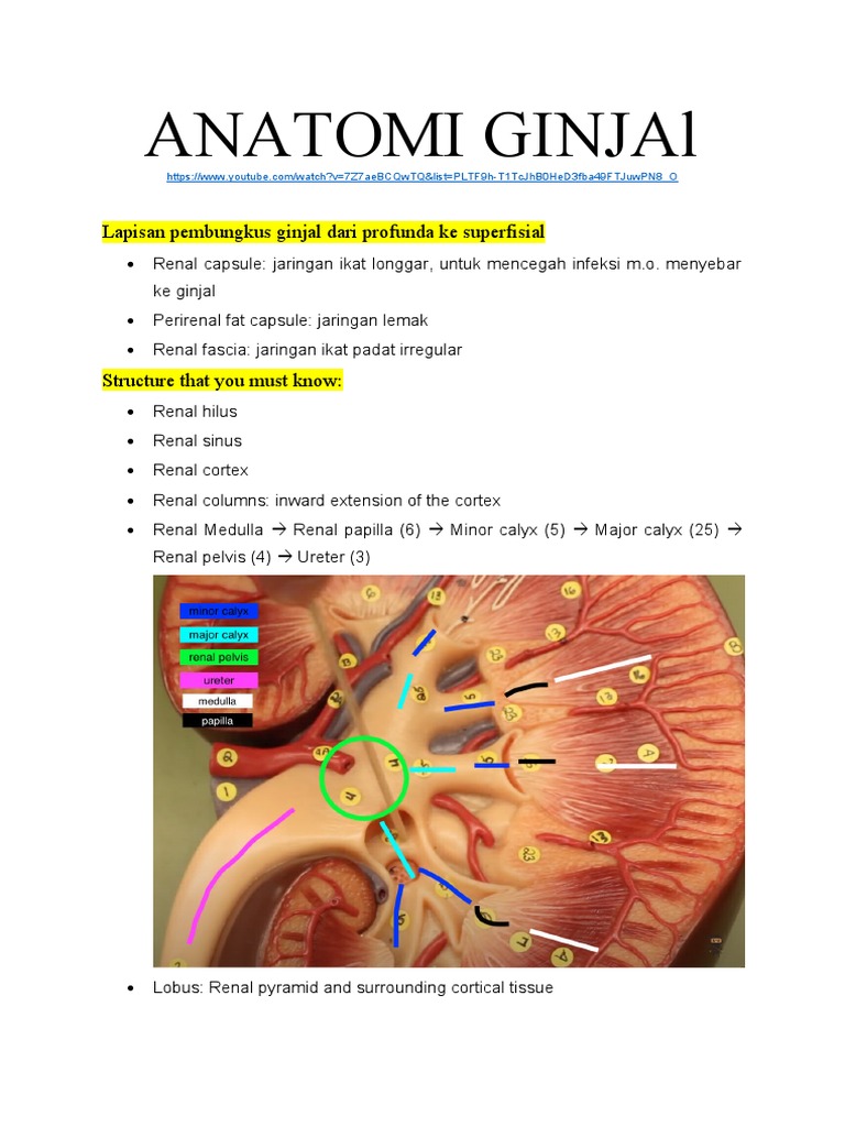 Anatomi Ginjal | PDF