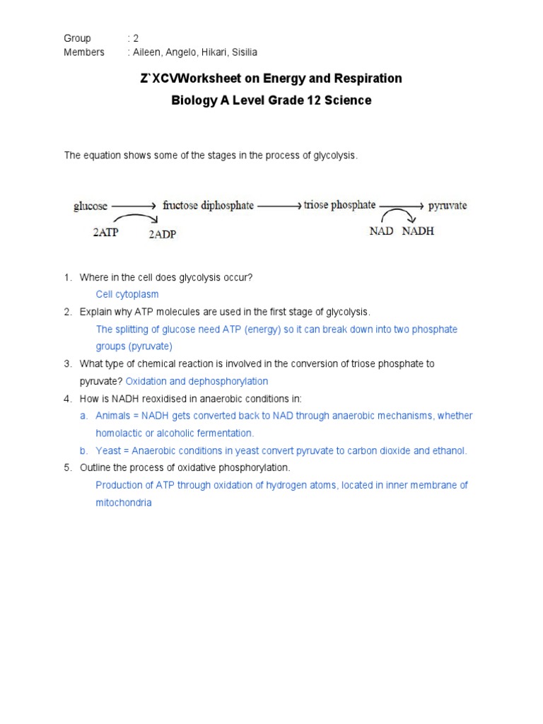 Worksheet On Energy and Respiration Biology A Level Grade 12 Science | PDF