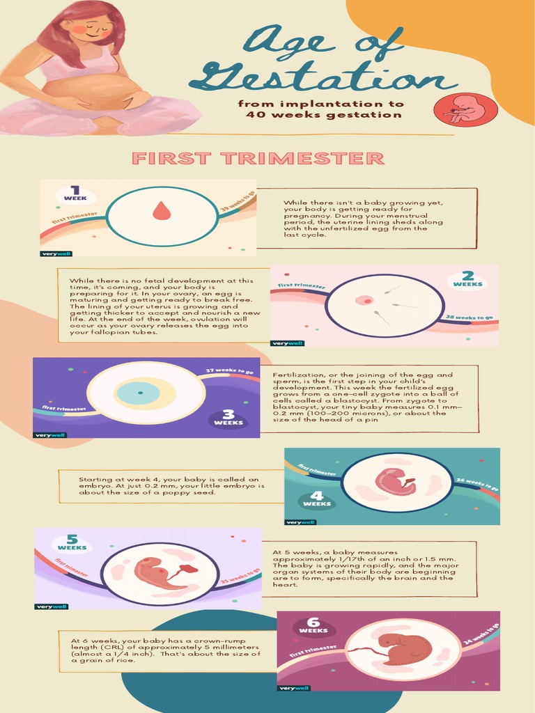 Age of Gestation | PDF | Menstrual Cycle | Fertilisation