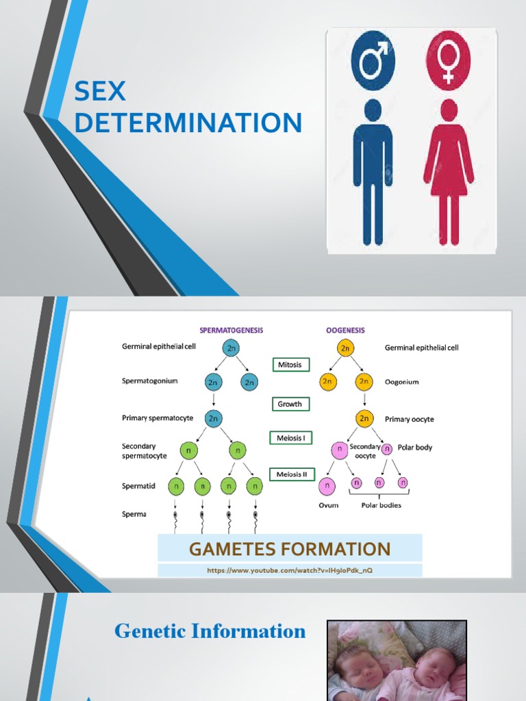 Sex Determination and Sex Linkedpptx | PDF | Genotype | Sex
