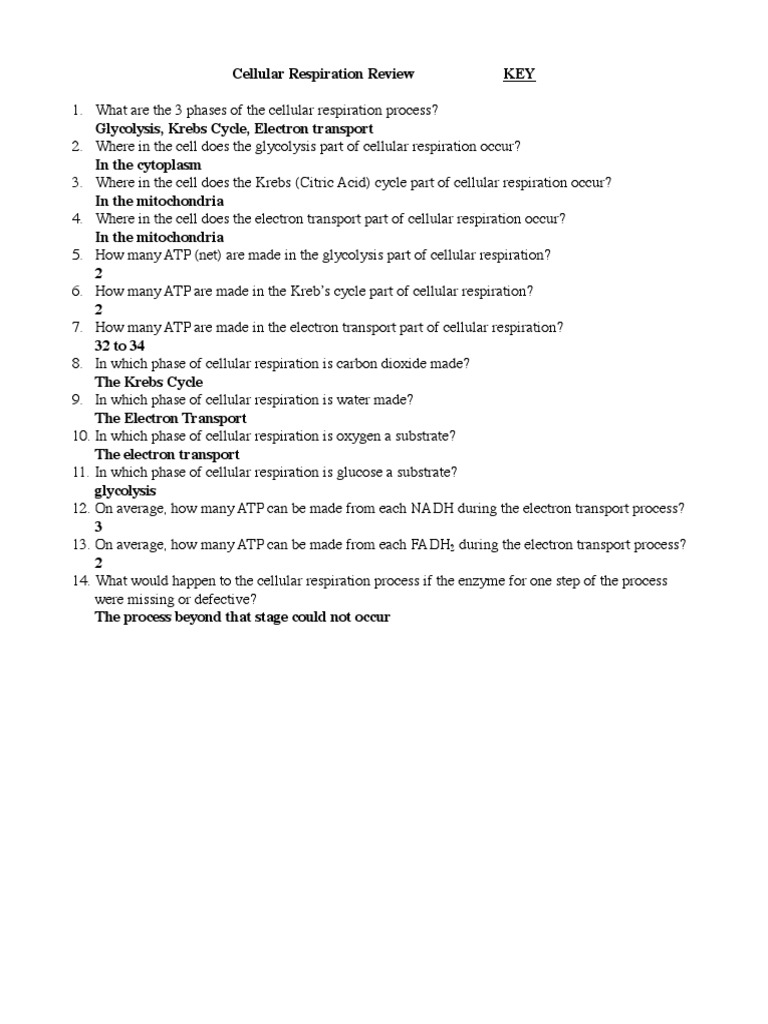 Cell Respiration Worksheet Review KEY | PDF | Cellular Respiration ...