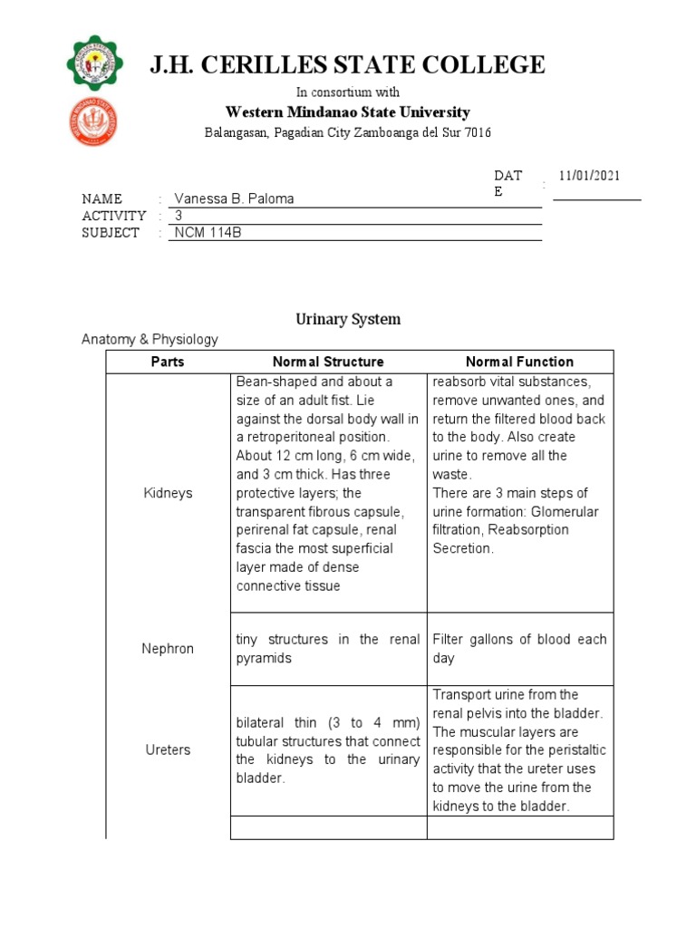Case Study - Urinary System | PDF | Kidney | Urinary System
