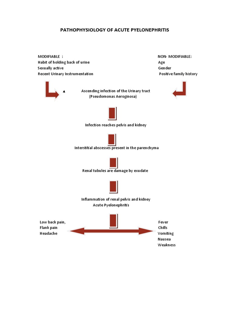 Pa Tho Physiology of Acute Pyelonephritis | PDF