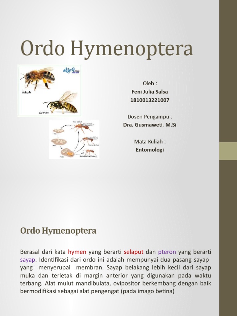 Ordo Hymenoptera | PDF