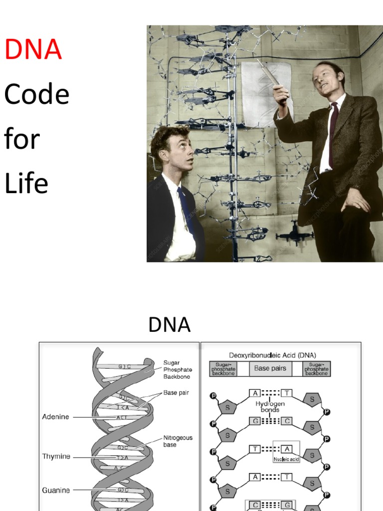 DNA Structure | PDF | Dna | Base Pair