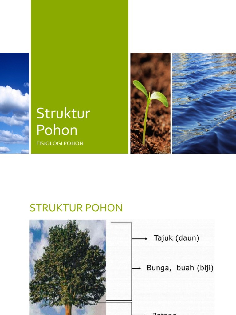 Struktur Pohon - Fisiologi Pohon | PDF