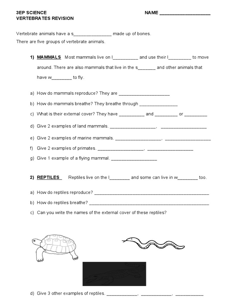 Vertebrates Worksheet | PDF | Amphibian | Reptile