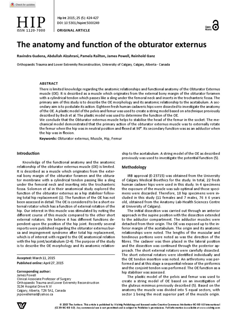 The Anatomy and Function of The Obturator Externus | PDF | Hip ...