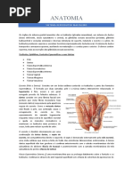 Anatomia Clínica Da Região Inguinal | PDF | Testículo | Anatomia