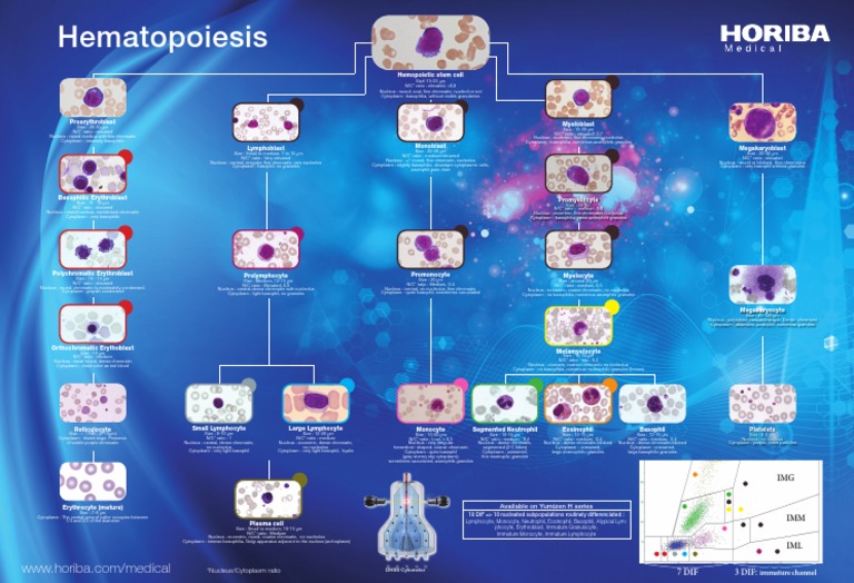 Hematopoiesis Hematology Poster HORIBA Medical 01 | PDF | Granulocyte | Cell Nucleus