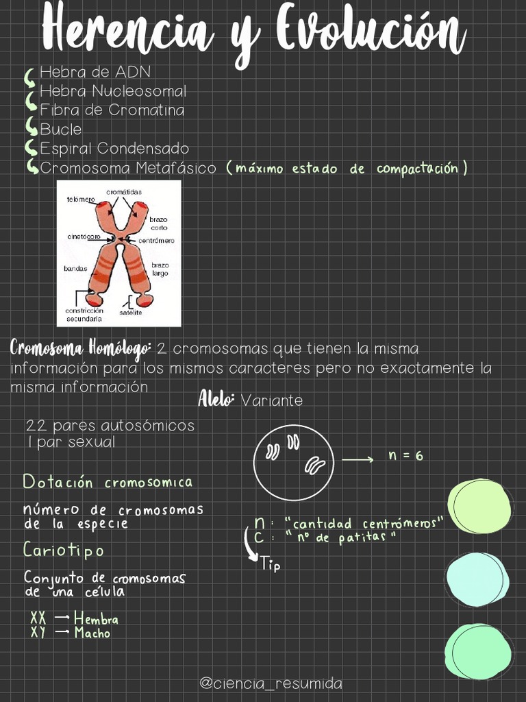 Cromosomas 1 | PDF | Cromosoma | Mitosis