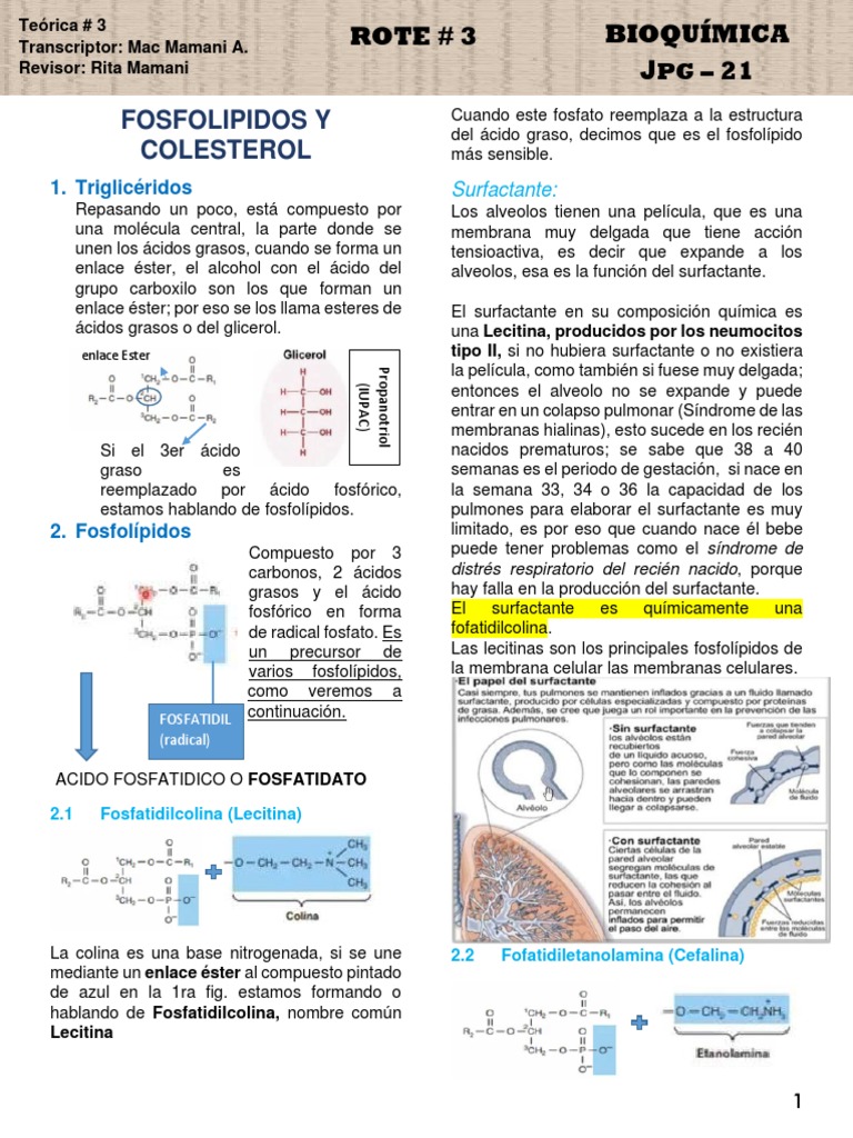 T3-Fosfolipidos y Colesterol | PDF | Membrana celular | Peroxidación lipídica