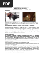 Reproducción Ovina y Caprina | PDF | Sistema reproductivo | Testículo