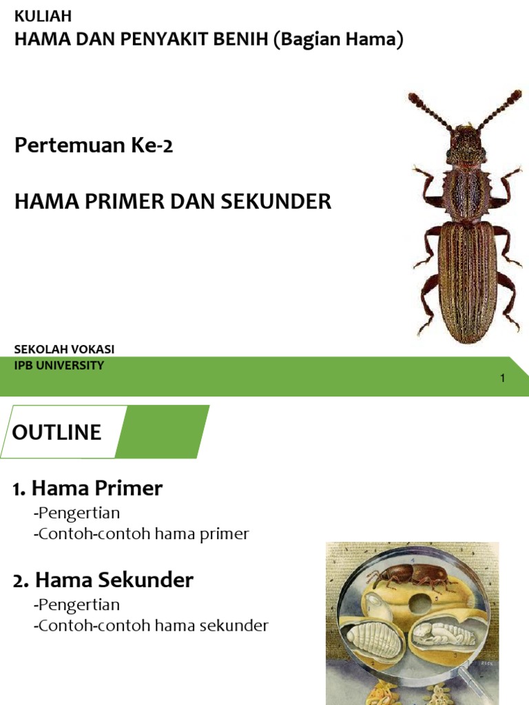 Hama Primer Dan Sekunder | PDF