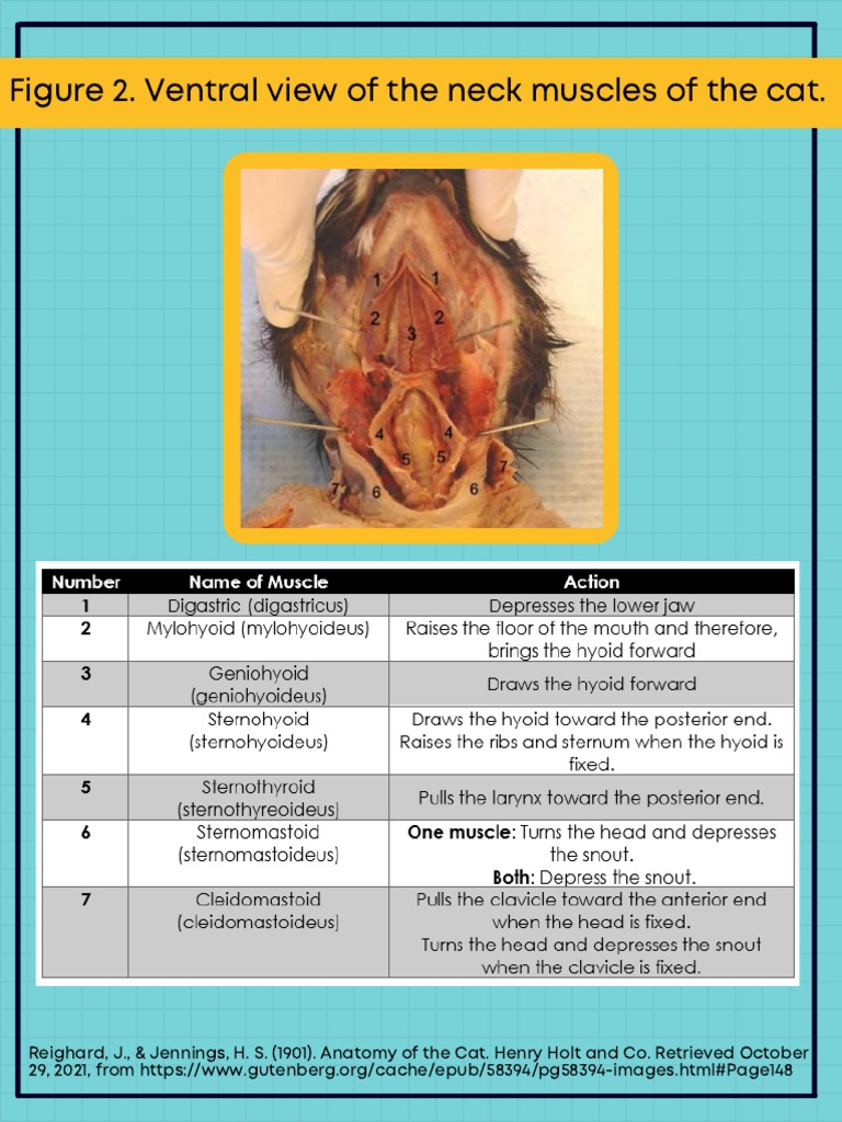 Ventral View of The Neck Muscles of The Cat | PDF