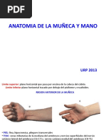 Anatomía de la Mano: Región Palmar y Dorsal | PDF | Mano | Anatomía humana