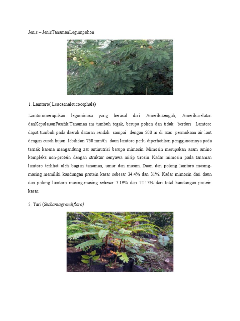 Jenis Legum Pohon | PDF