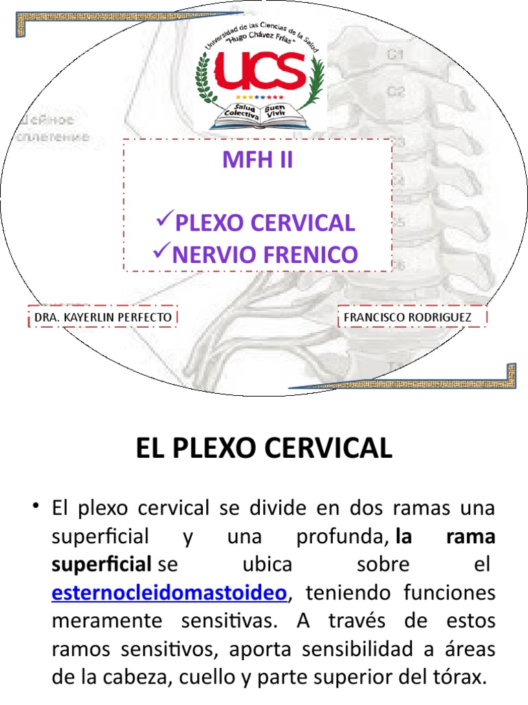 Plexo Cervical y Nervio Frénico | PDF | Neuroanatomía | Sistema ...