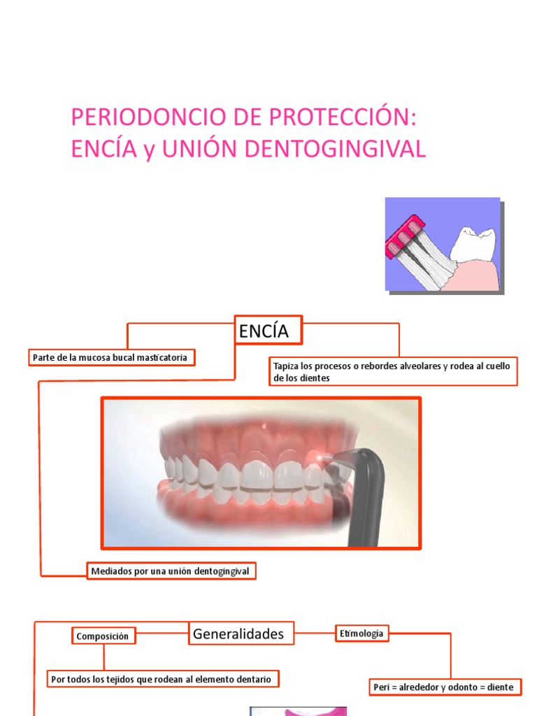 Encia | PDF | Epitelio | Anatomía