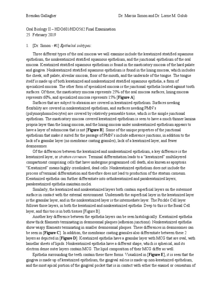Oral Bio II, Dr. Simon Exam, 2.12.19 | PDF | Epithelium | Wound Healing