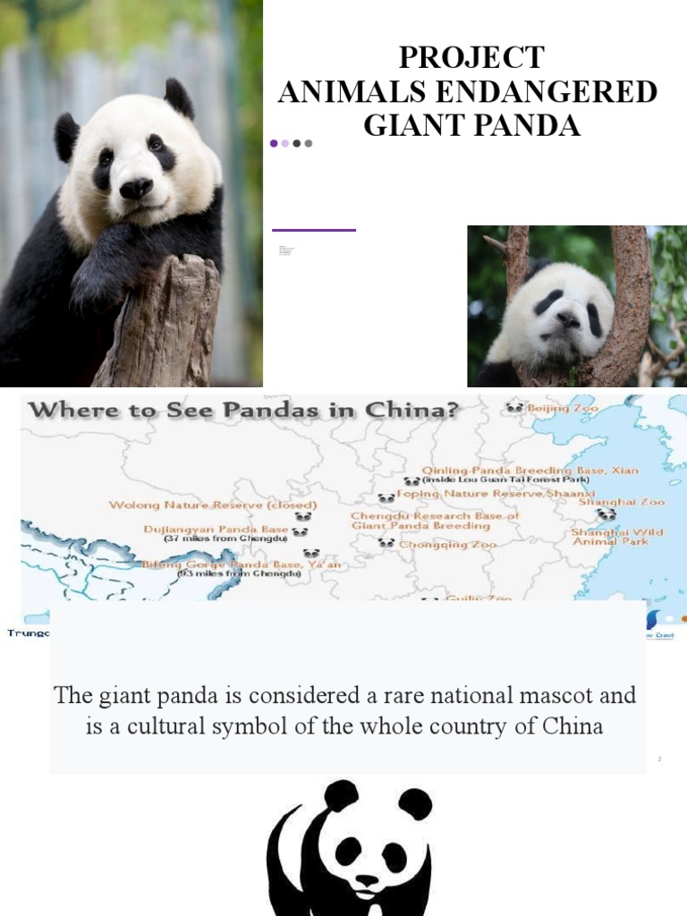 Project Animals Endangered Giant Panda | PDF | Technology & Engineering
