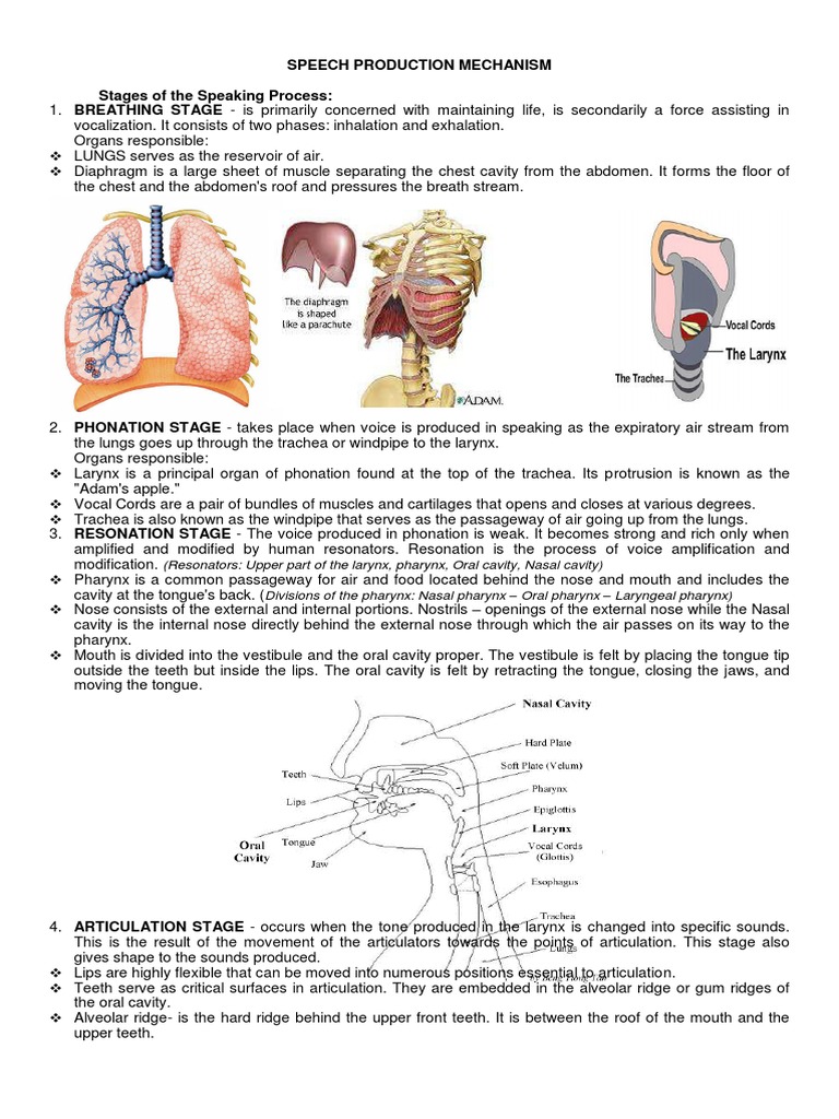 Speech Production Mechanism | PDF | Larynx | Linguistics