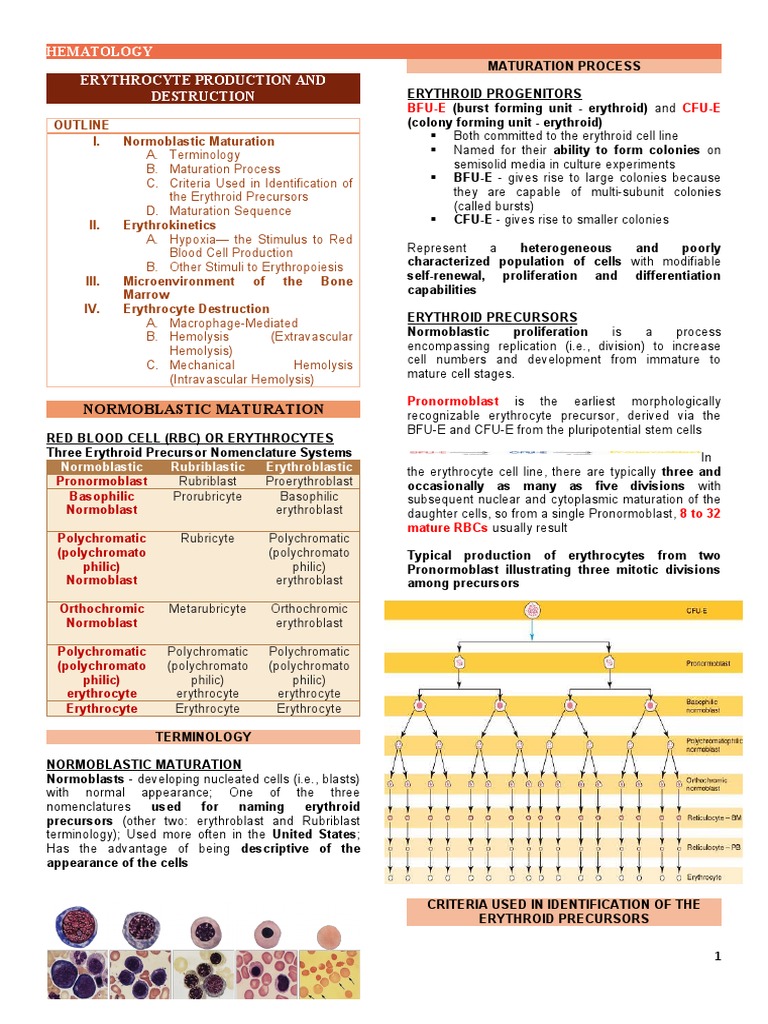Erythrocyte Production and Destruction | PDF | Red Blood Cell | Apoptosis