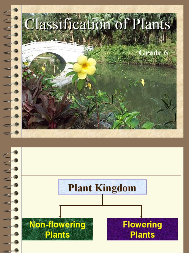 Grade 6 - Classification of Plants | PDF