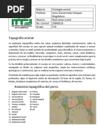 Anatomía y Fisiologia de La Jirafa | PDF
