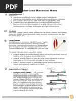 Muscles and Bones Gizmo Exploration Guide | PDF | Muscle | Arm